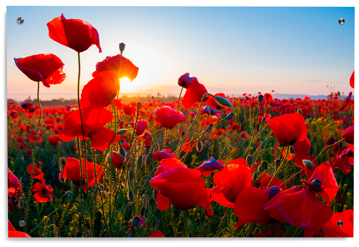Poppy Field Photo on Acrylic | 36” x 24” Panel | Displays2Go